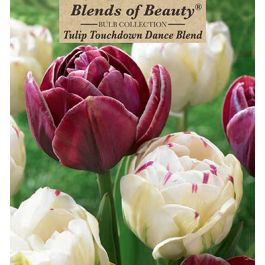 Tulip Touchdown Dance 10PK