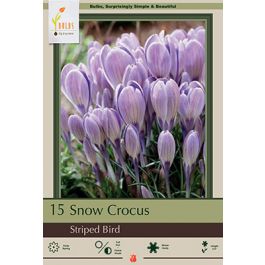 Crocus Striped Bird 12PK
