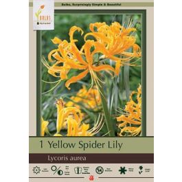 Lycoris Yellow Surprise 1PK
