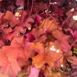 Coral Bells Rio