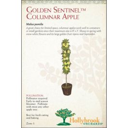 Apple Golden Sentinel Colonnade