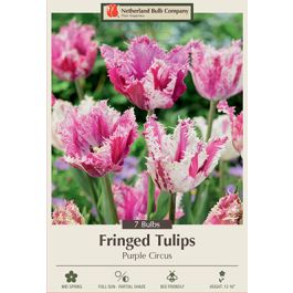 Tulip Purple Circus 7PK