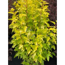 Ninebark Lemon Candy