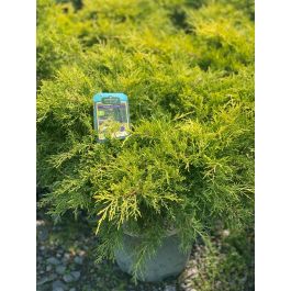 Juniper Sea of Gold