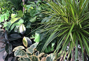 The Garden Factory - Home Page