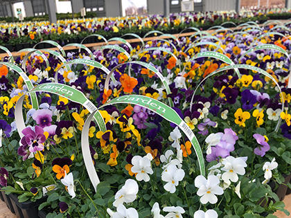 The Garden Factory - Home Page