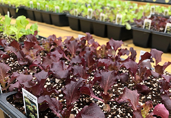 The Garden Factory - Home Page