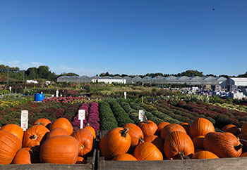 The Garden Factory - Home Page